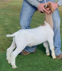 Blue Team Wethers Sale 2021 - Mobile Catalog | CCI.Live