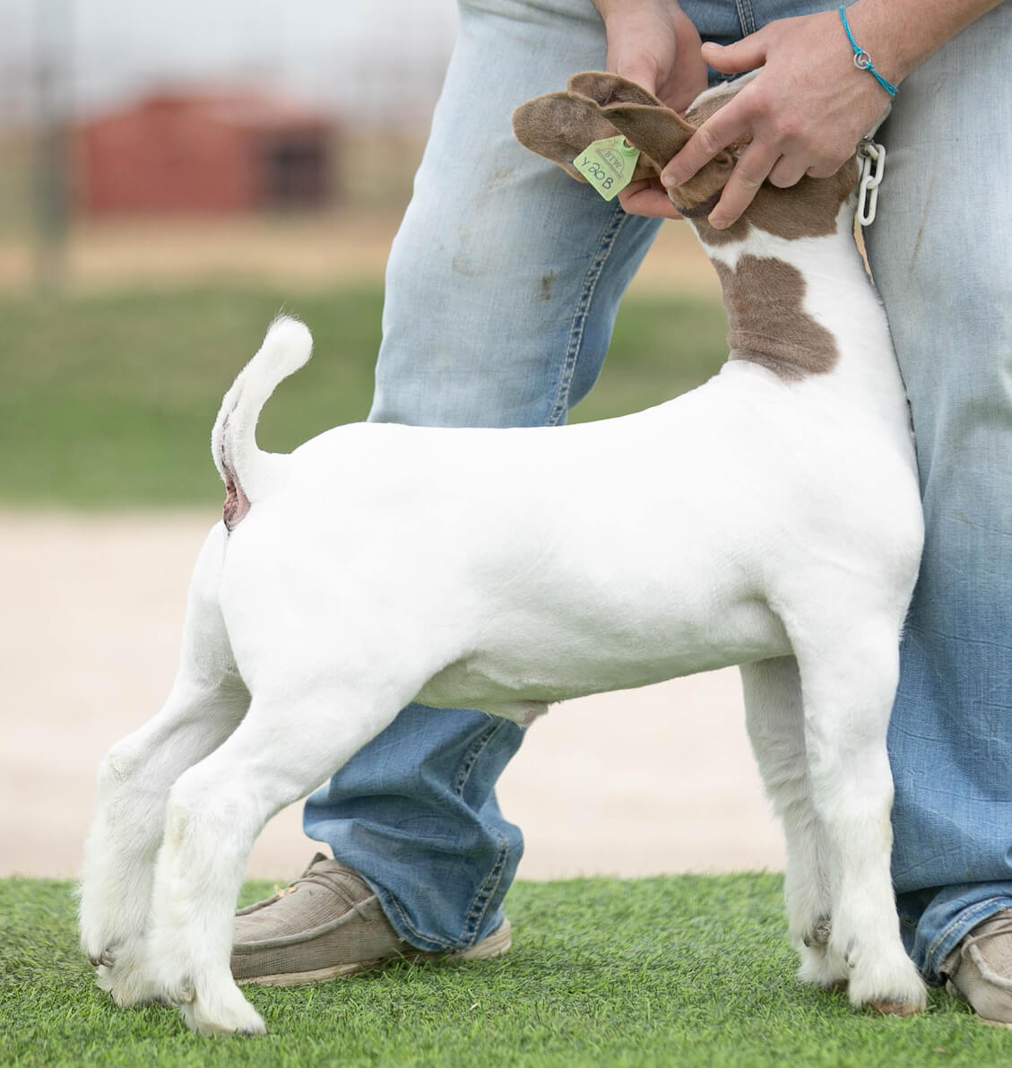 Blue Team Wethers Sale 2021 - Mobile Catalog | CCI.Live