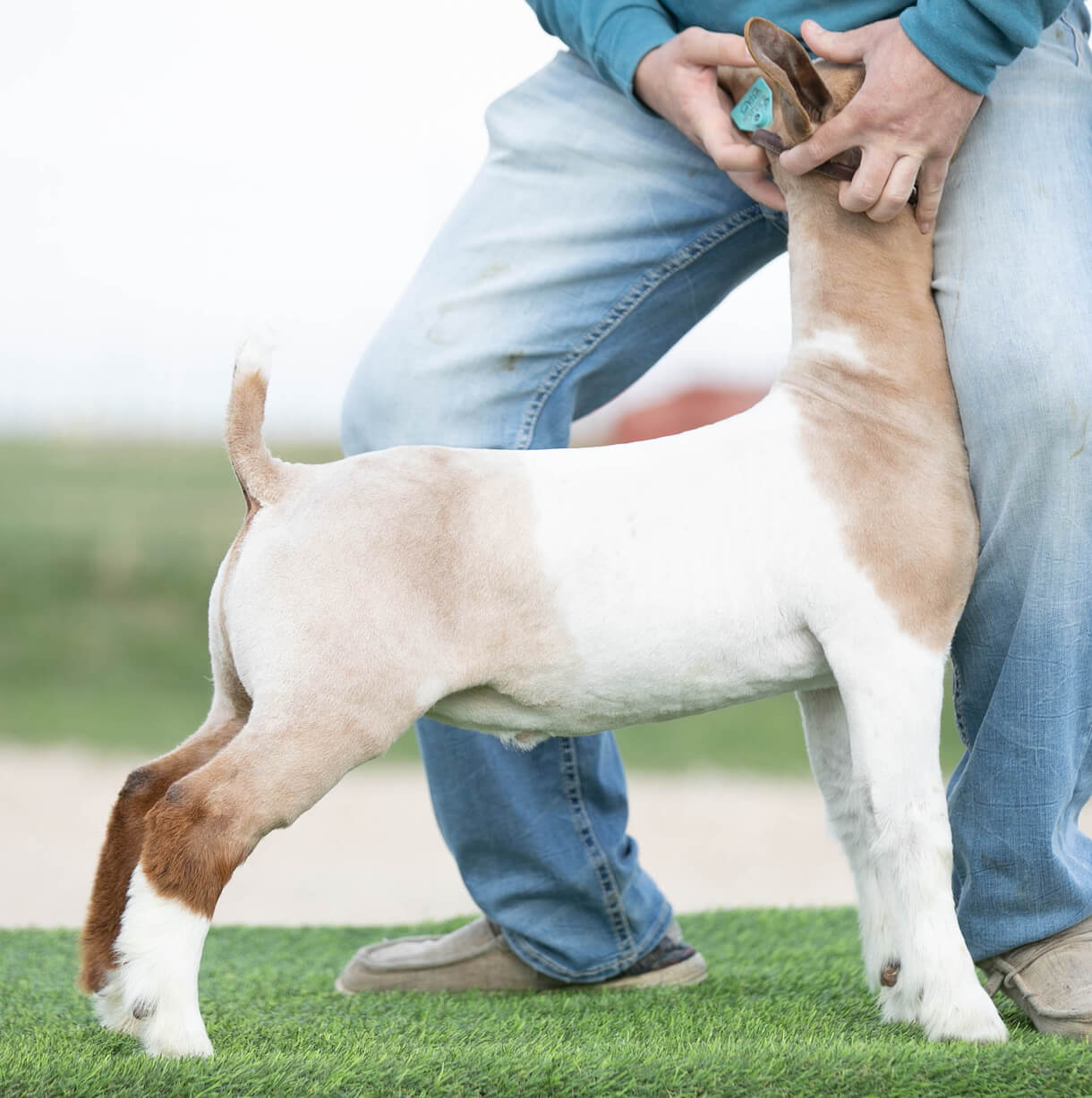 Blue Team Wethers Sale 2021 - Mobile Catalog | CCI.Live