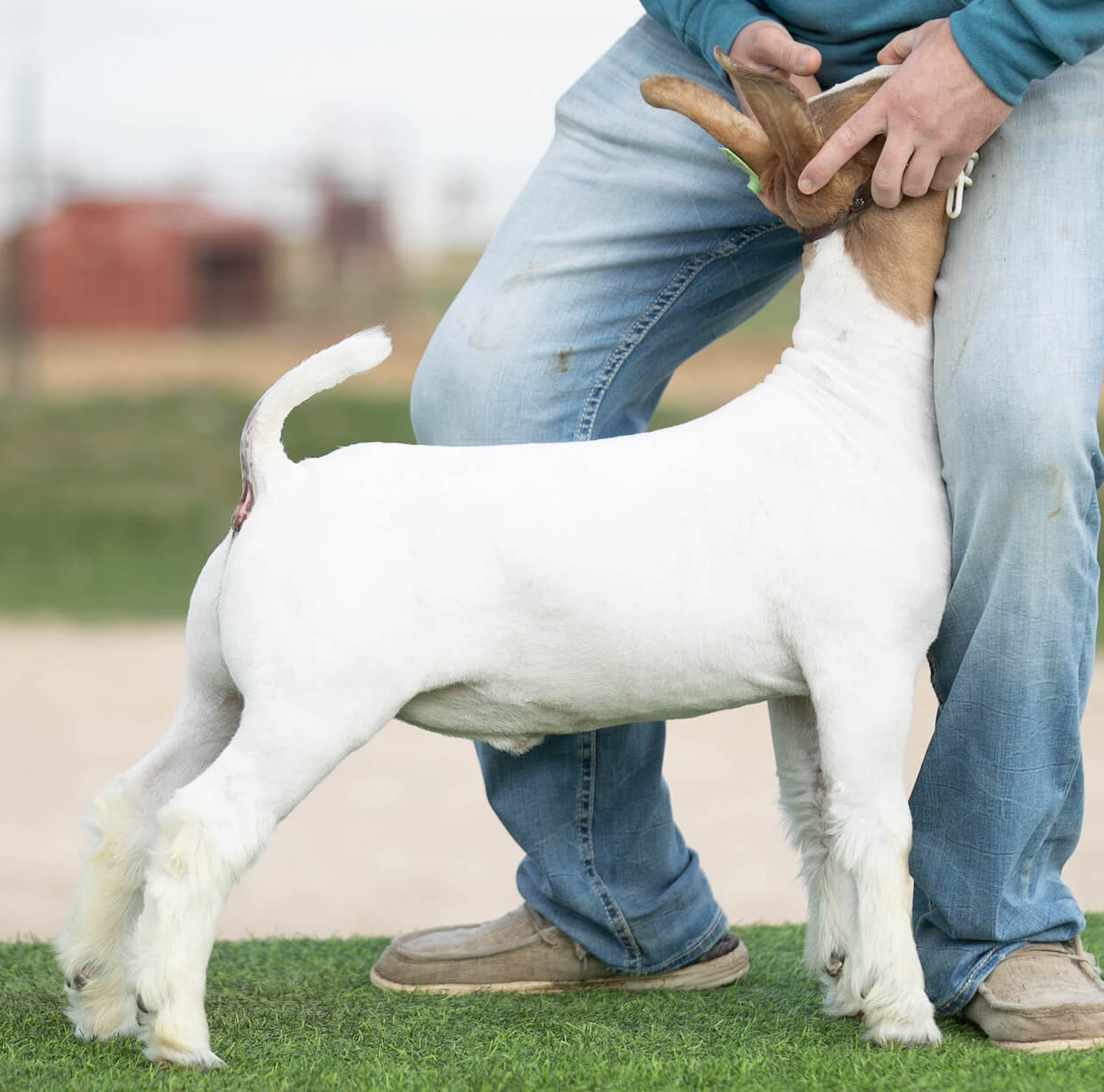 Blue Team Wethers Sale 2021 - Mobile Catalog | CCI.Live