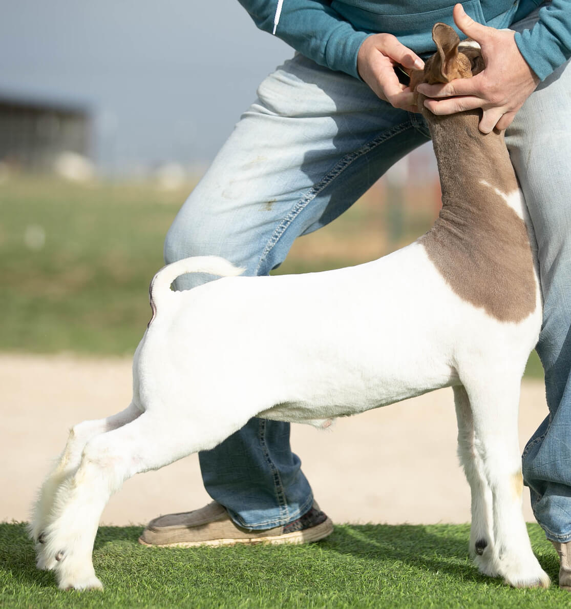 Blue Team Wethers Sale 2021 - Mobile Catalog | CCI.Live