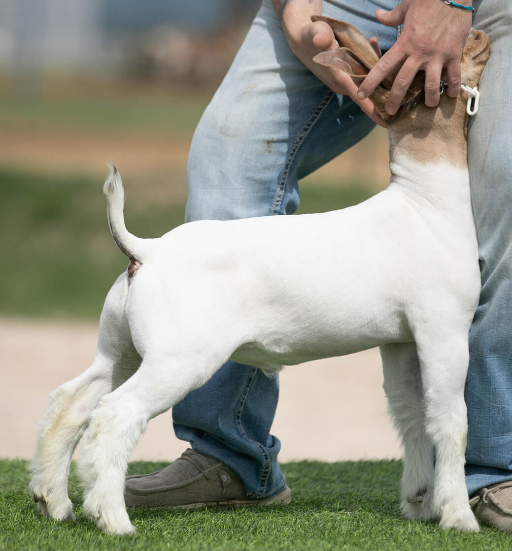 Blue Team Wethers Sale 2021 - Mobile Catalog | CCI.Live