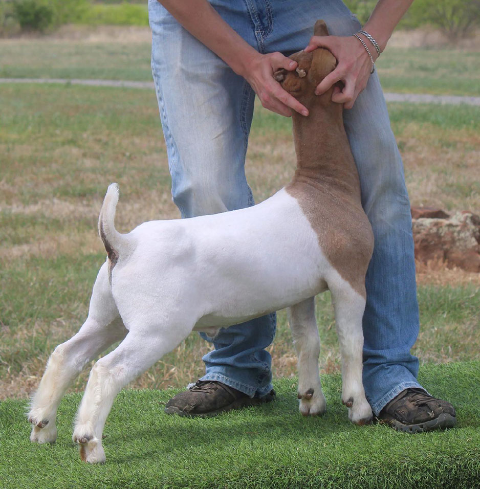 Blue Team Wethers April Sale 2022 - Mobile Catalog | CCI.Live