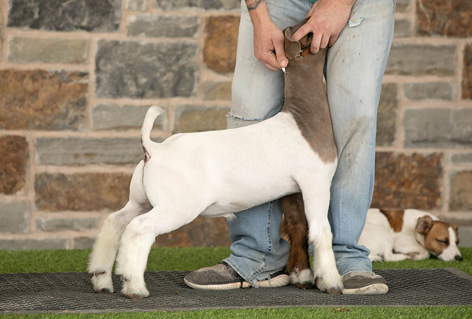 Blue Team Wethers April Sale 2022 - Mobile Catalog | CCI.Live