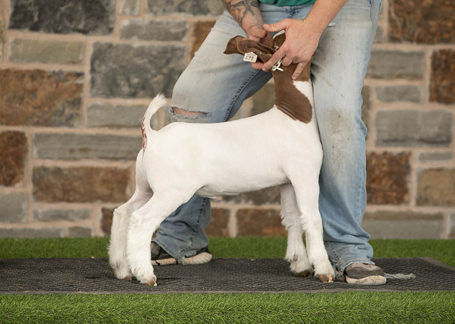 Blue Team Wethers April Sale 2022 - Mobile Catalog | CCI.Live