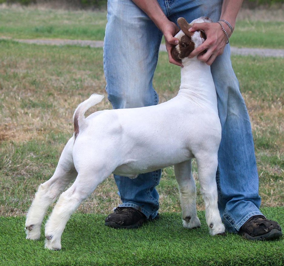 Blue Team Wethers April Sale 2022 - Mobile Catalog | CCI.Live