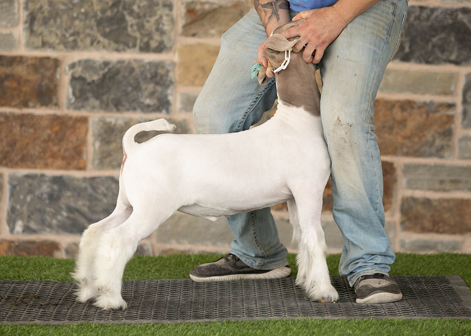 Blue Team Wethers May Sale 2022 - Mobile Catalog | CCI.Live