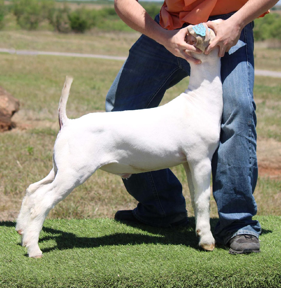 Blue Team Wethers May Sale 2022 - Mobile Catalog | CCI.Live