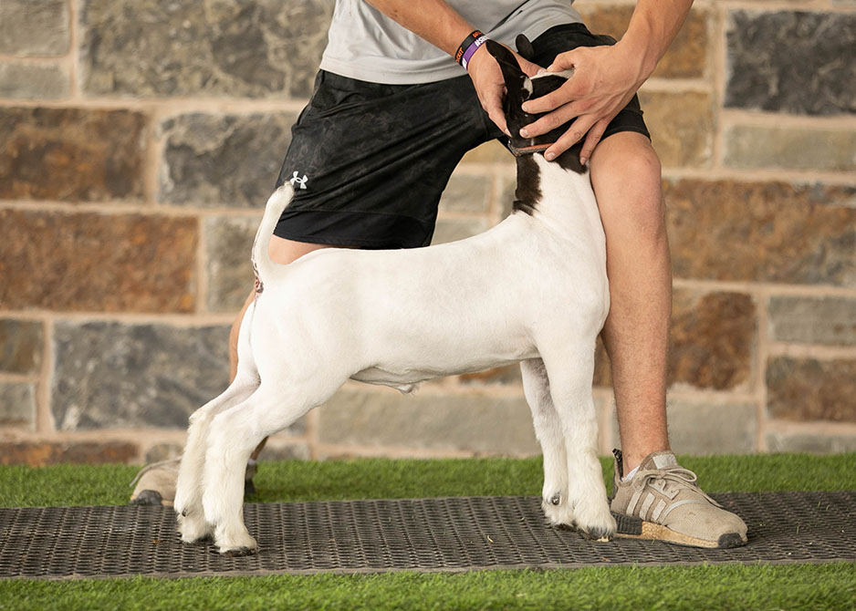 Blue Team Wethers May Sale 2022 - Mobile Catalog | CCI.Live