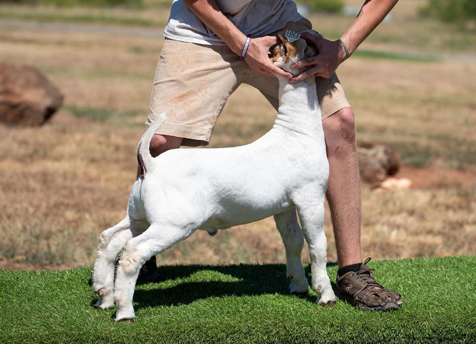 Blue Team Wethers July Sale 2022 - Mobile Catalog | CCI.Live