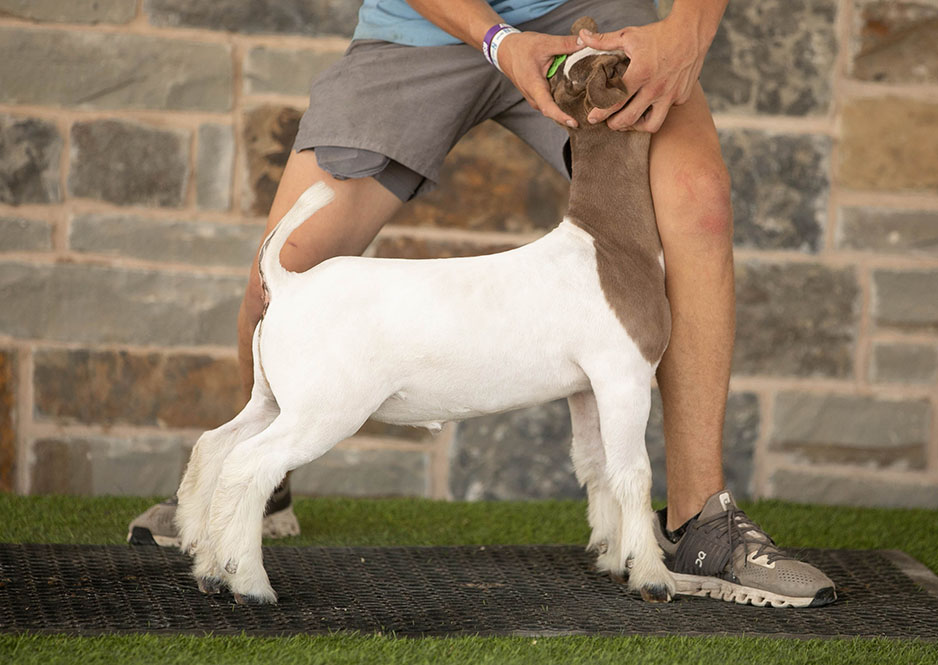 Blue Team Wethers July Sale 2022 - Mobile Catalog | CCI.Live