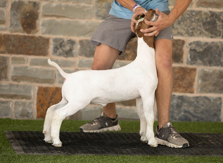 Blue Team Wethers July Sale 2022 - Mobile Catalog | CCI.Live