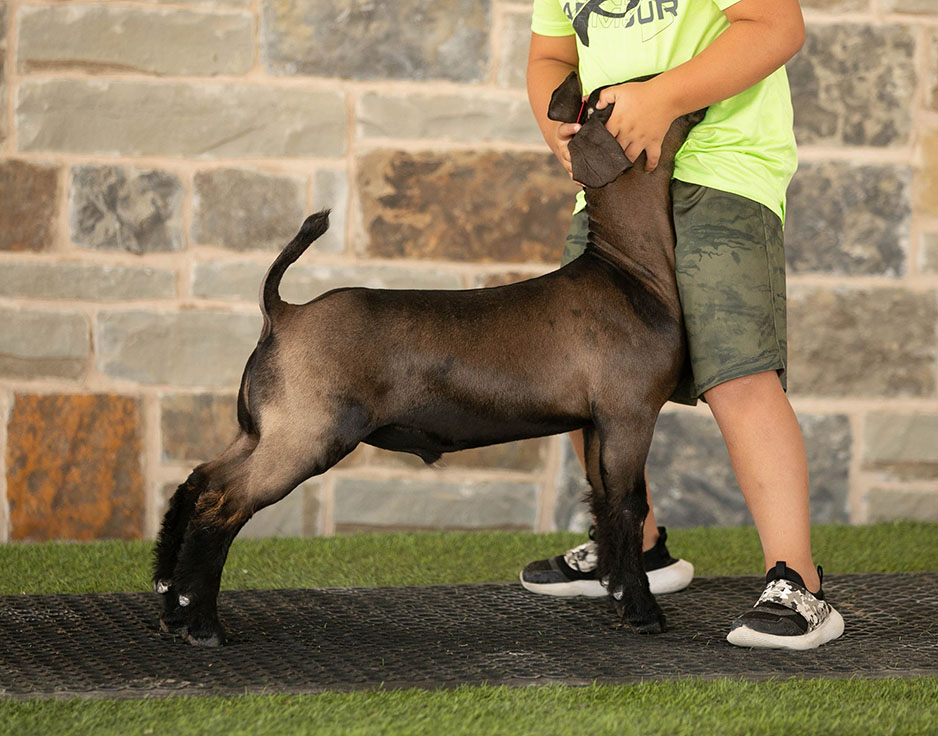 Blue Team Wethers July Sale 2022 - Mobile Catalog | CCI.Live