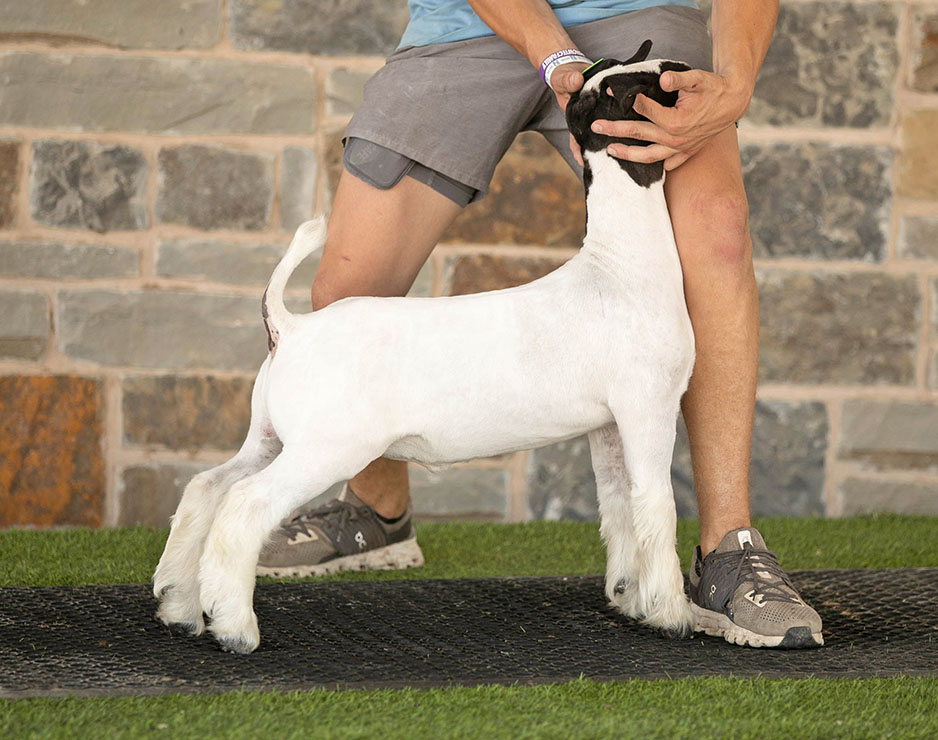 Blue Team Wethers July Sale 2022 - Mobile Catalog | CCI.Live