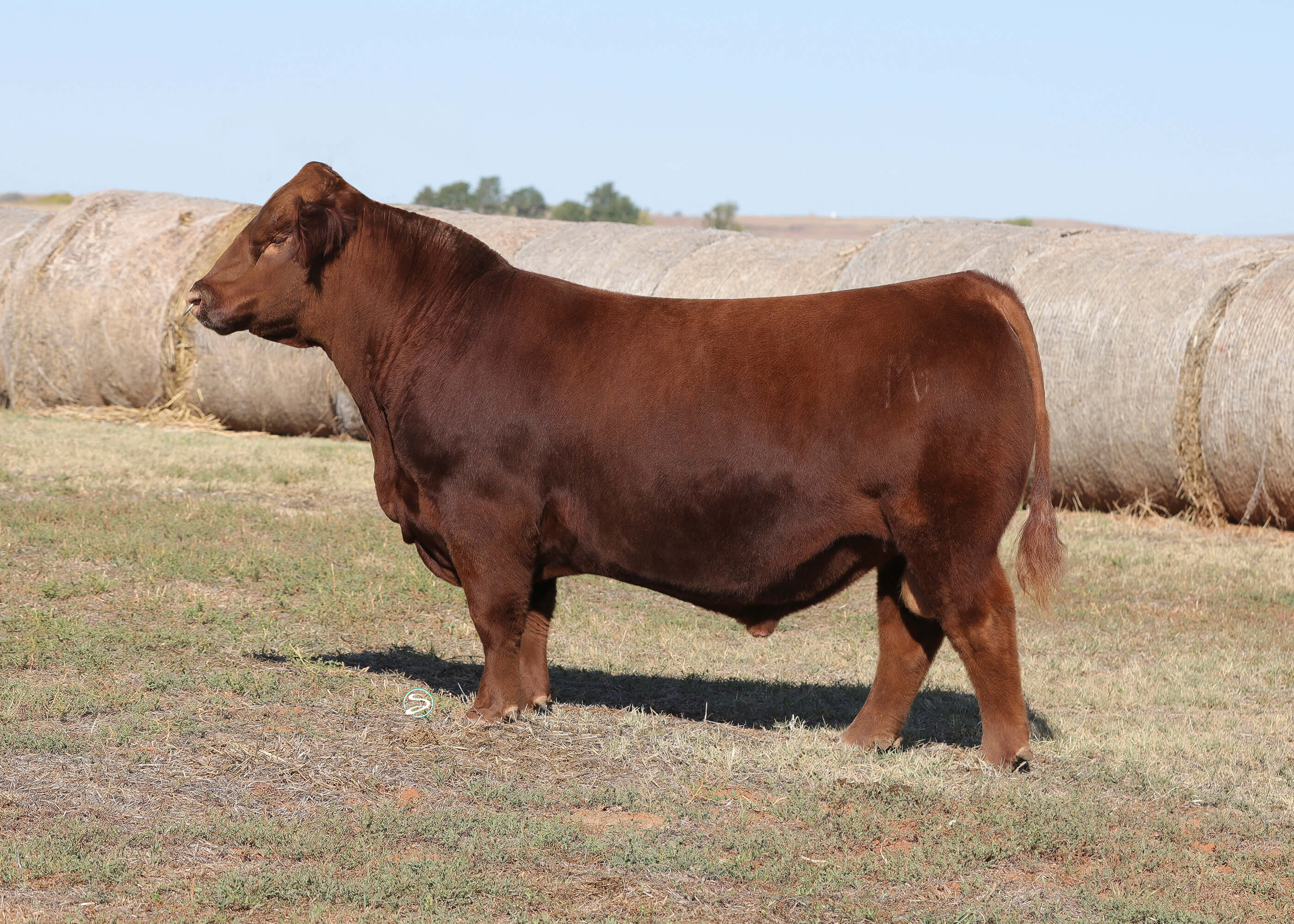 McMurphy Farms LiveOnline™ 2022 - Mobile Catalog | CCI.Live