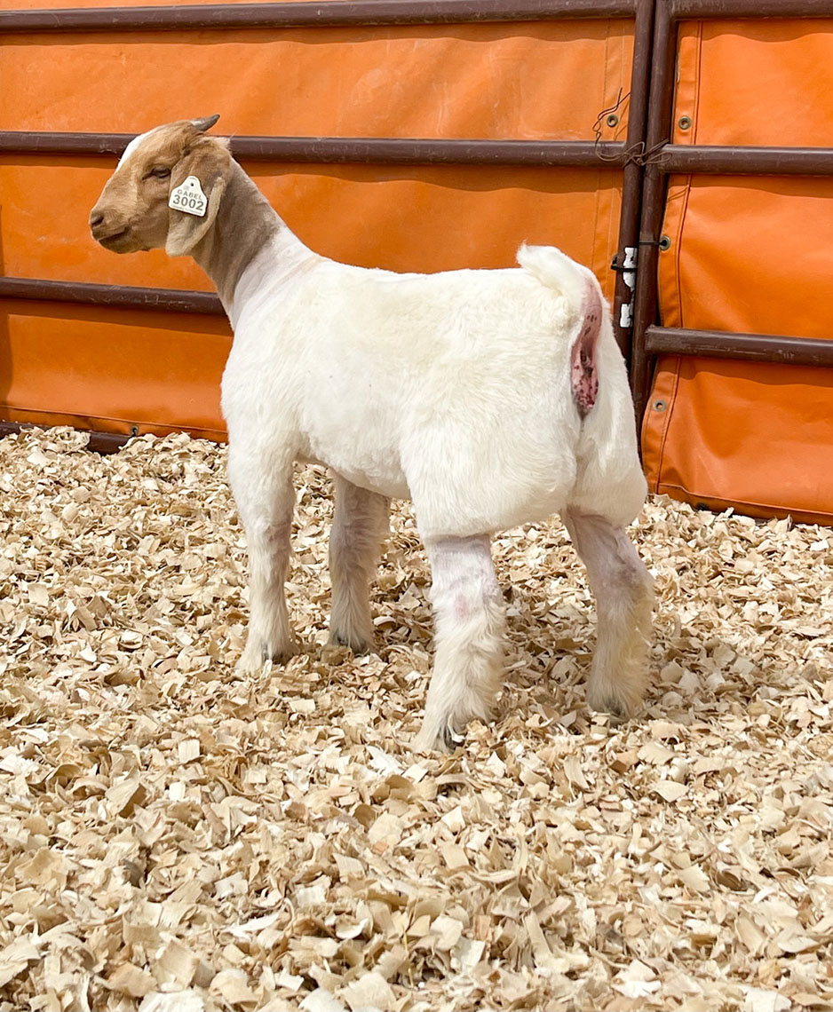 Gabel Farms Wether & Doe Sale 2023 - Mobile Catalog | CCI.Live