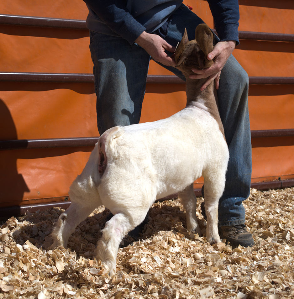 Gabel Farms Wether & Doe Sale 2023 - Mobile Catalog | CCI.Live