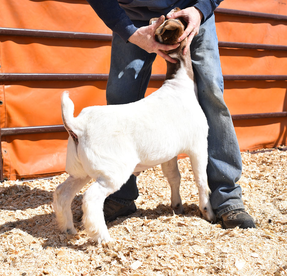 Gabel Farms Wether & Doe Sale 2023 - Mobile Catalog | CCI.Live