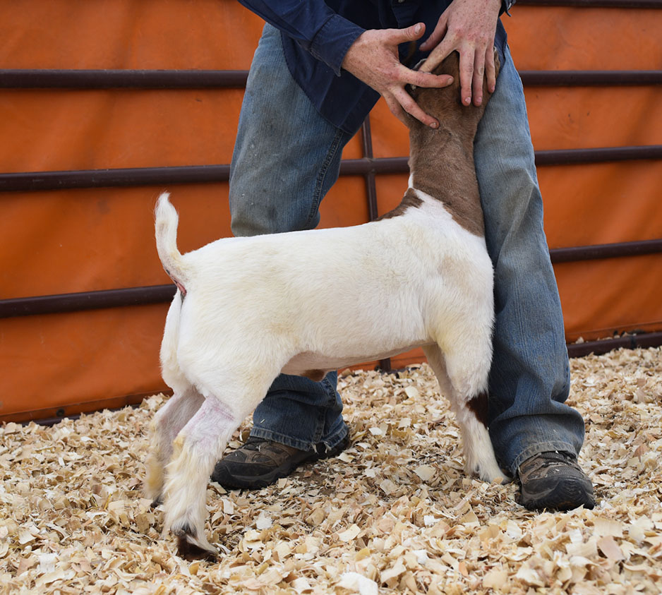 Gabel Farms Wether & Doe Sale 2023 - Mobile Catalog | CCI.Live