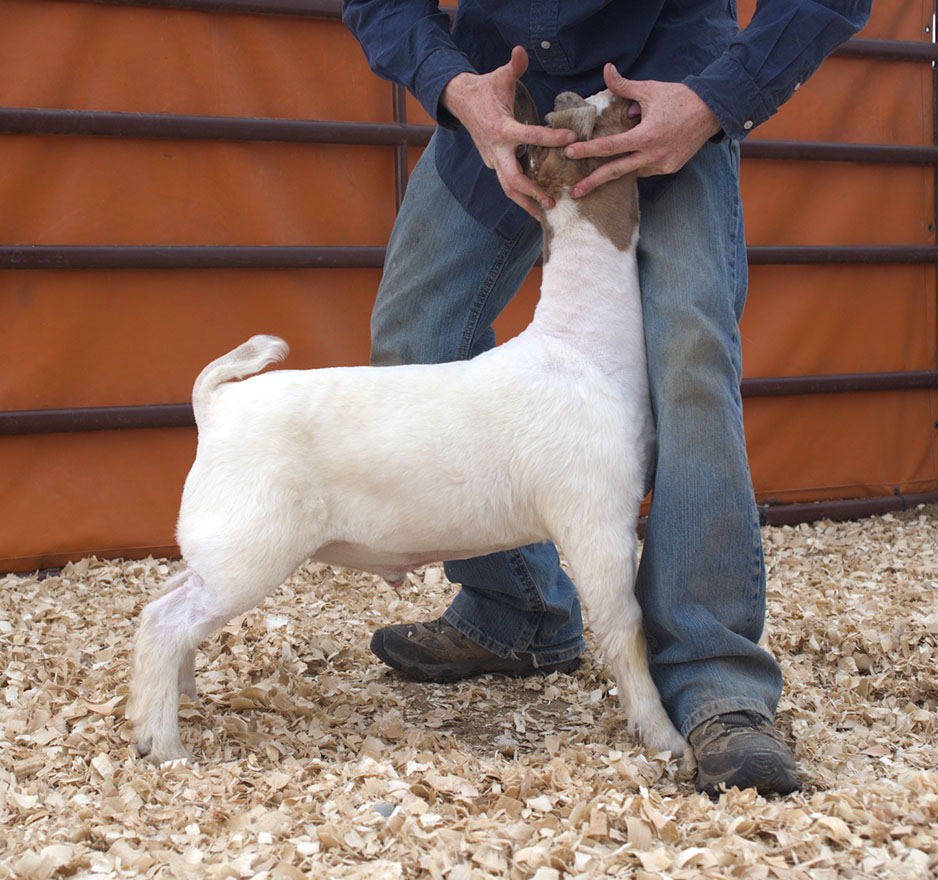 Gabel Farms Wether & Doe Sale 2023 - Mobile Catalog | CCI.Live