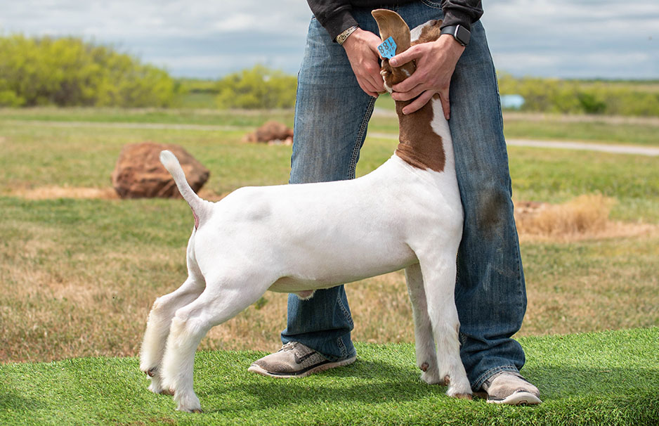 Blue Team Wethers April Sale 2023 - Mobile Catalog | CCI.Live