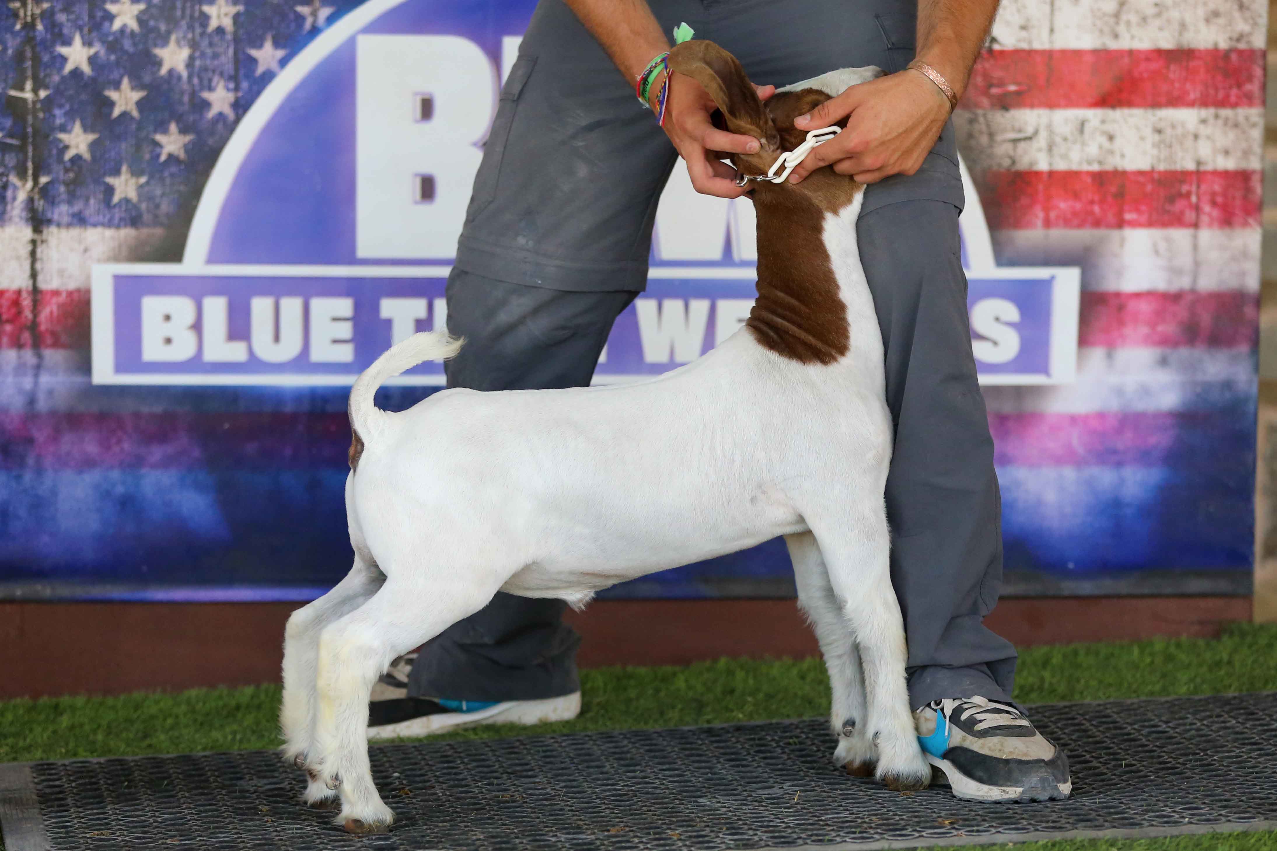 Blue Team Wethers July Live Sale 2023 - Mobile Catalog | CCI.Live