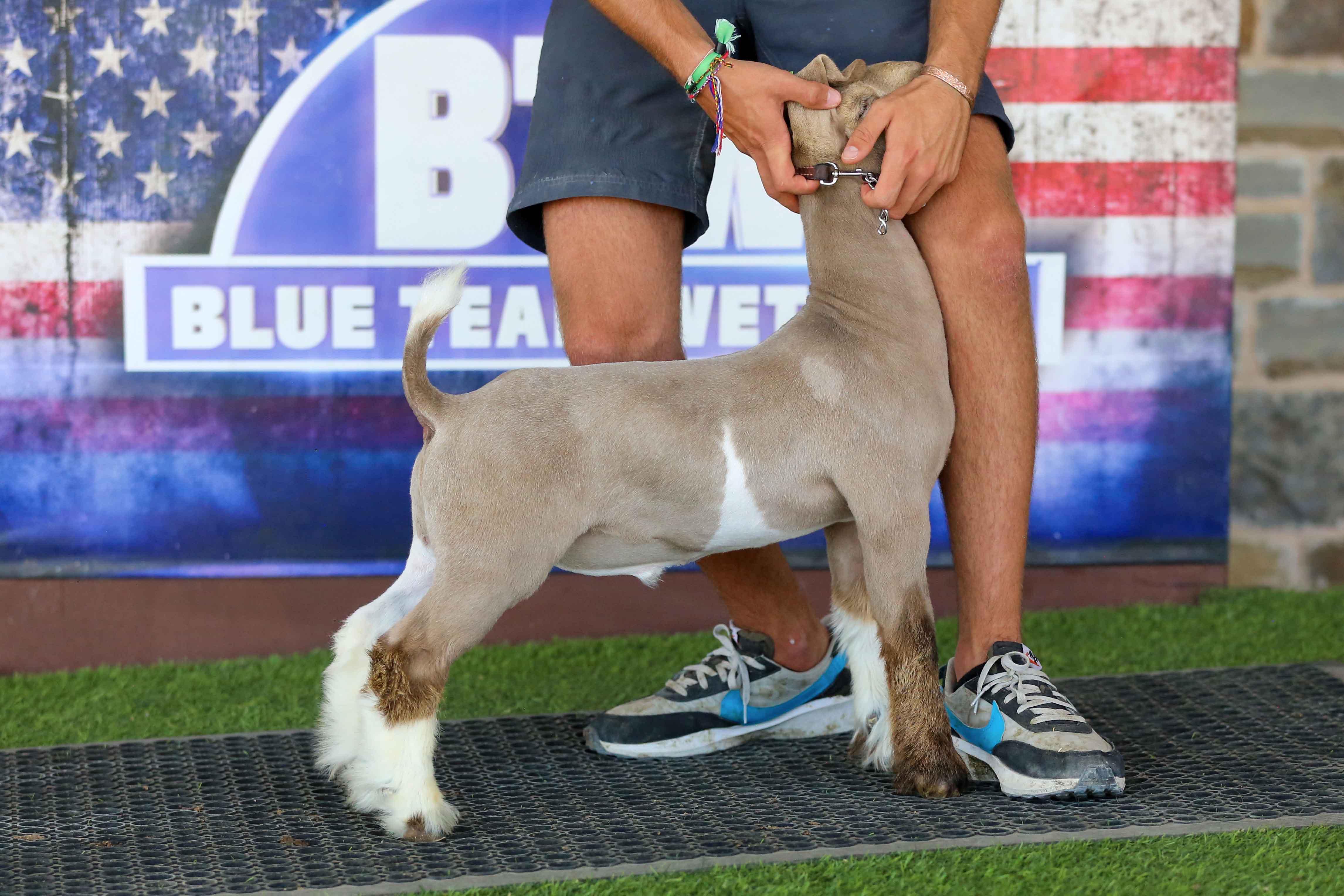 Blue Team Wethers July Live Sale 2023 - Mobile Catalog | CCI.Live