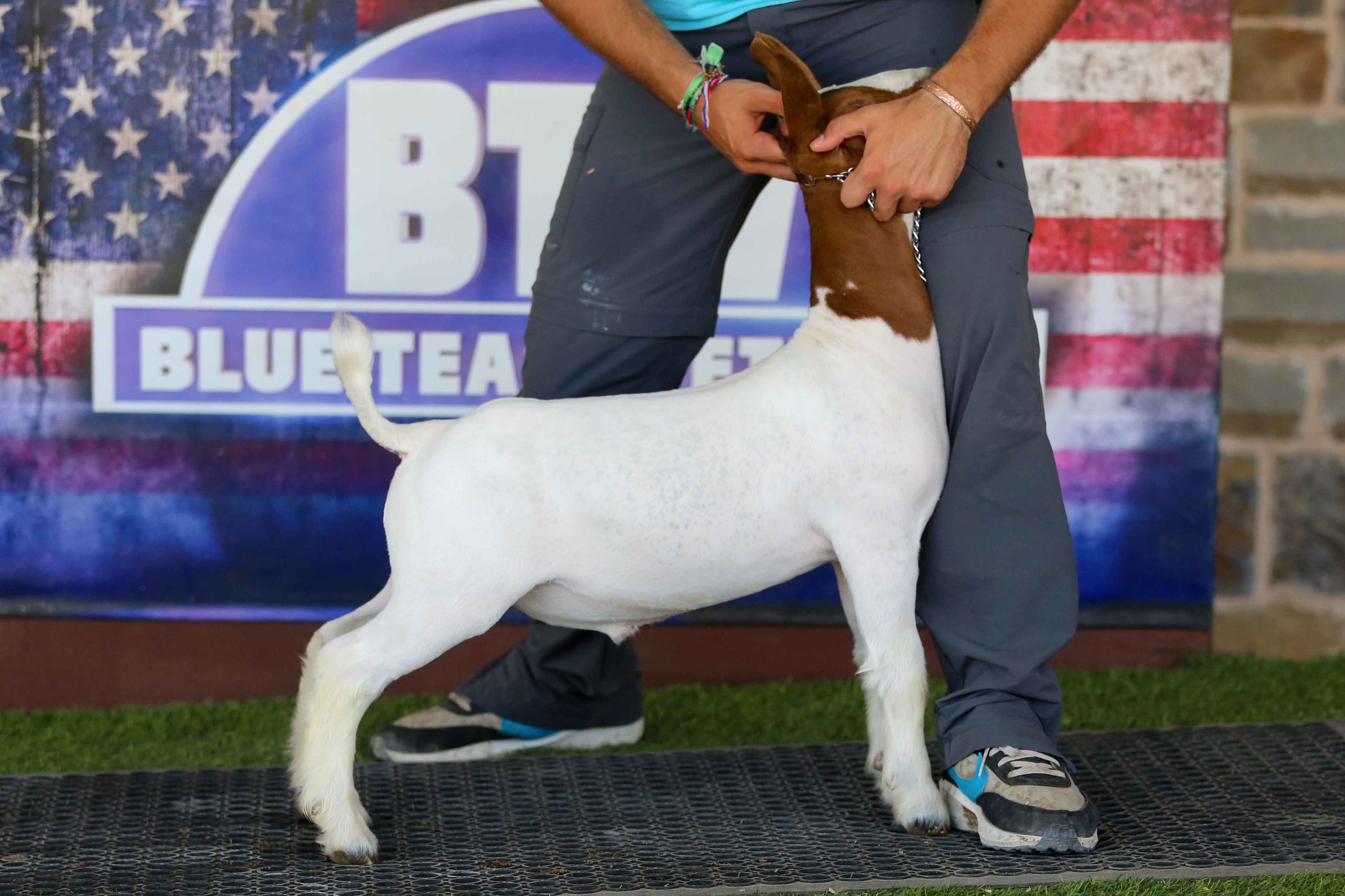 Blue Team Wethers July Live Sale 2023 - Mobile Catalog | CCI.Live