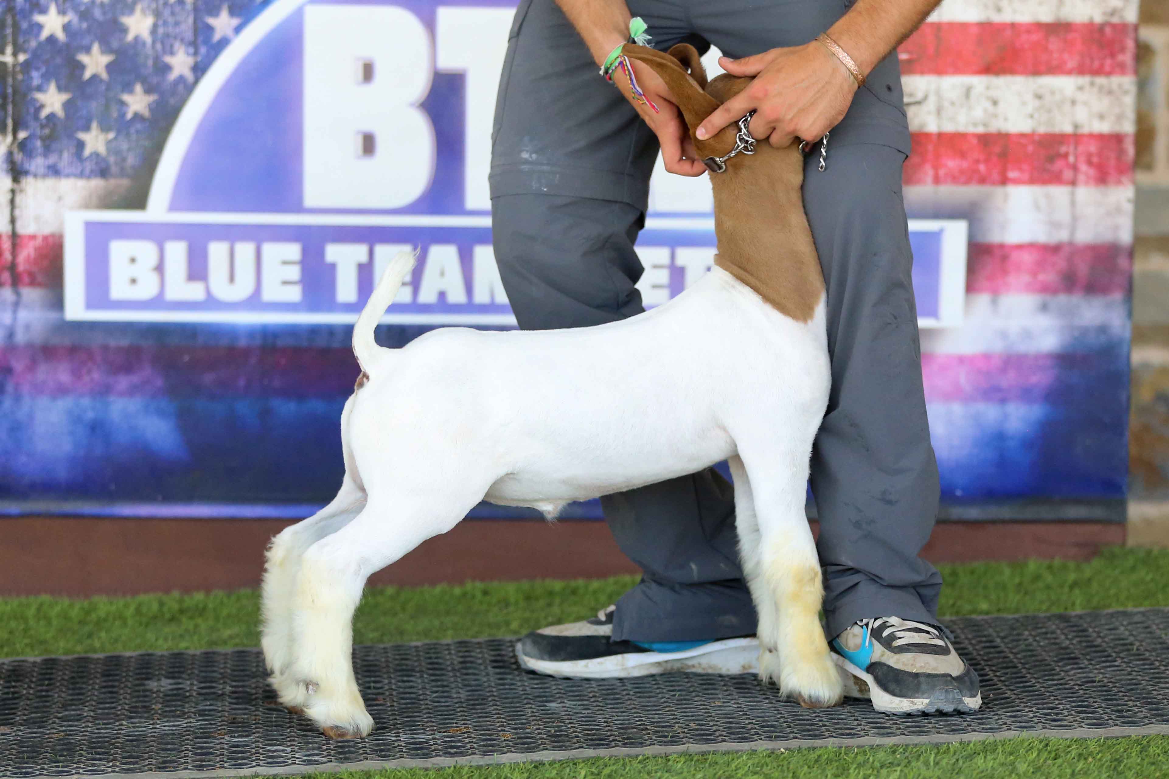 Blue Team Wethers July Live Sale 2023 - Mobile Catalog | CCI.Live