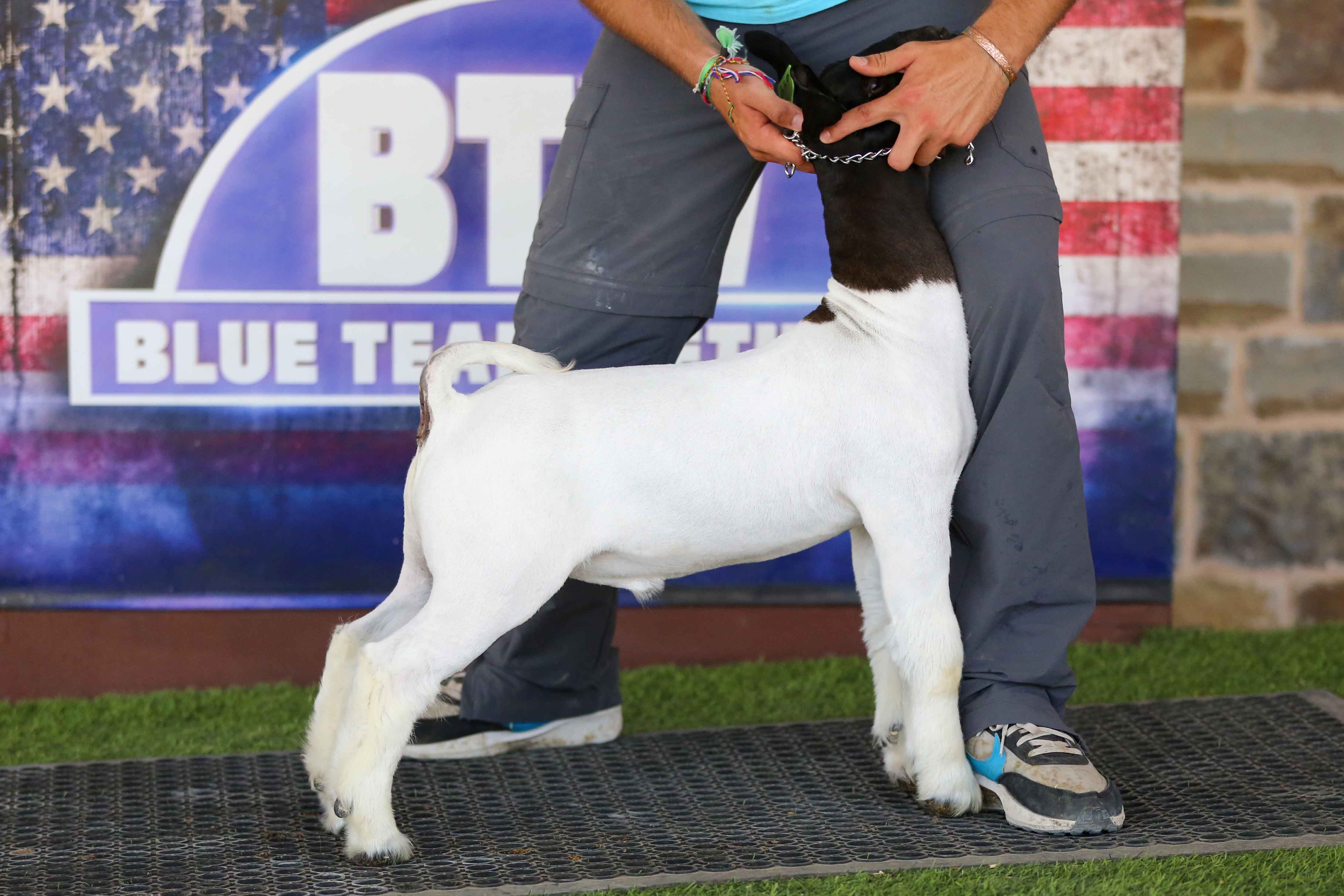 Blue Team Wethers July Live Sale 2023 - Mobile Catalog | CCI.Live